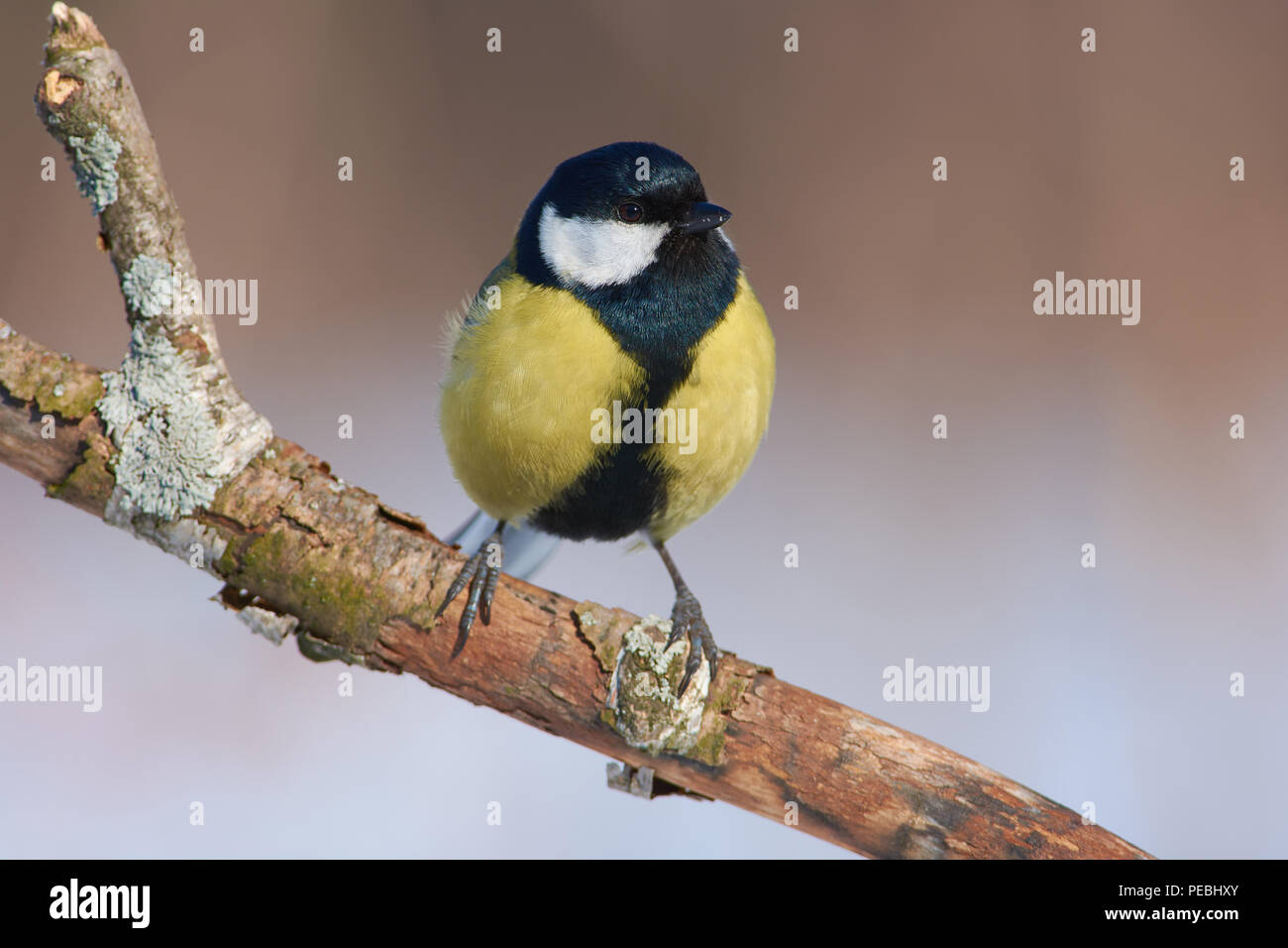 Great tit (Parus major) sits on a branch very close, in a full frame ...