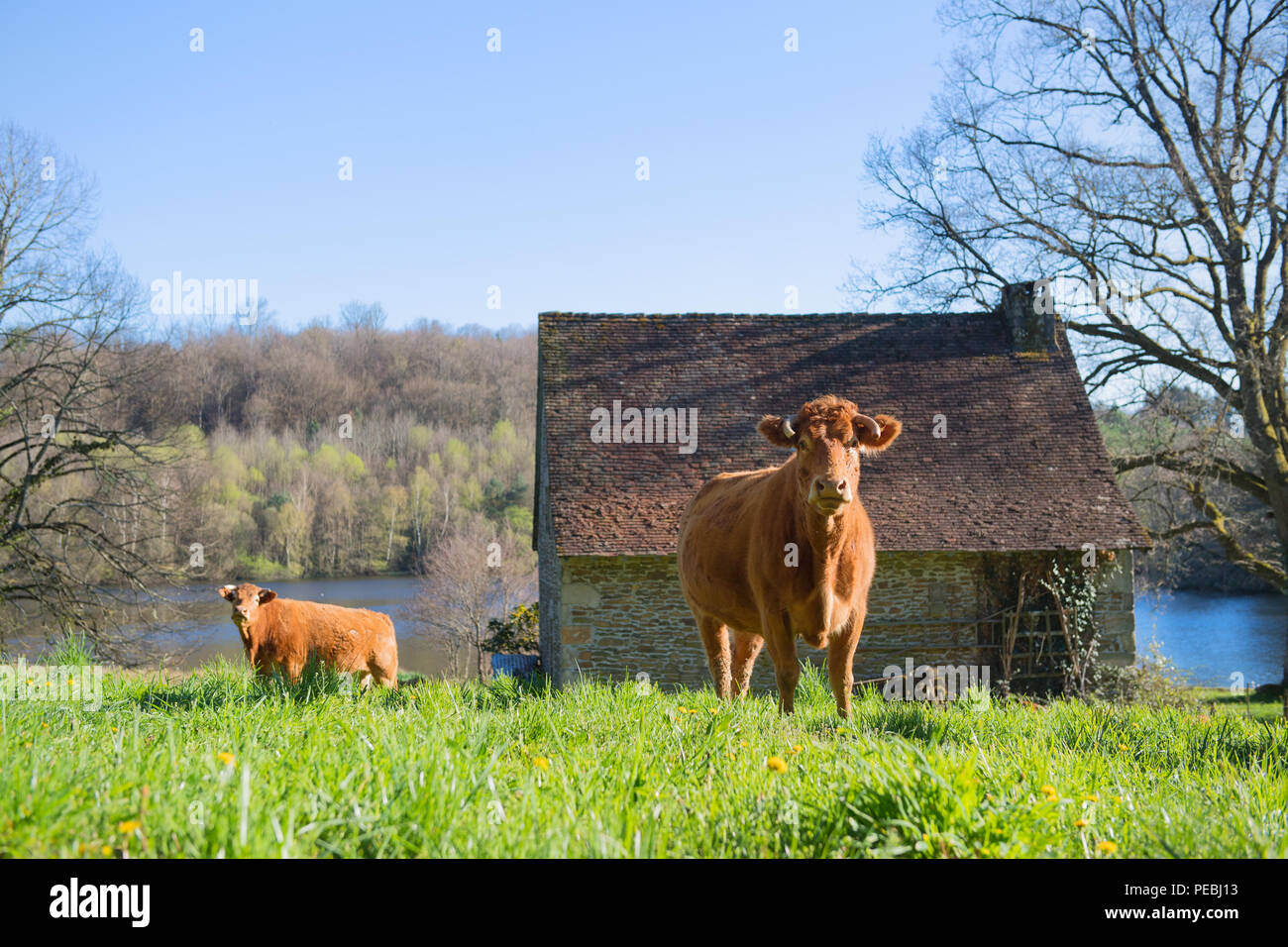 Limousin cattle correze hi-res stock photography and images - Alamy