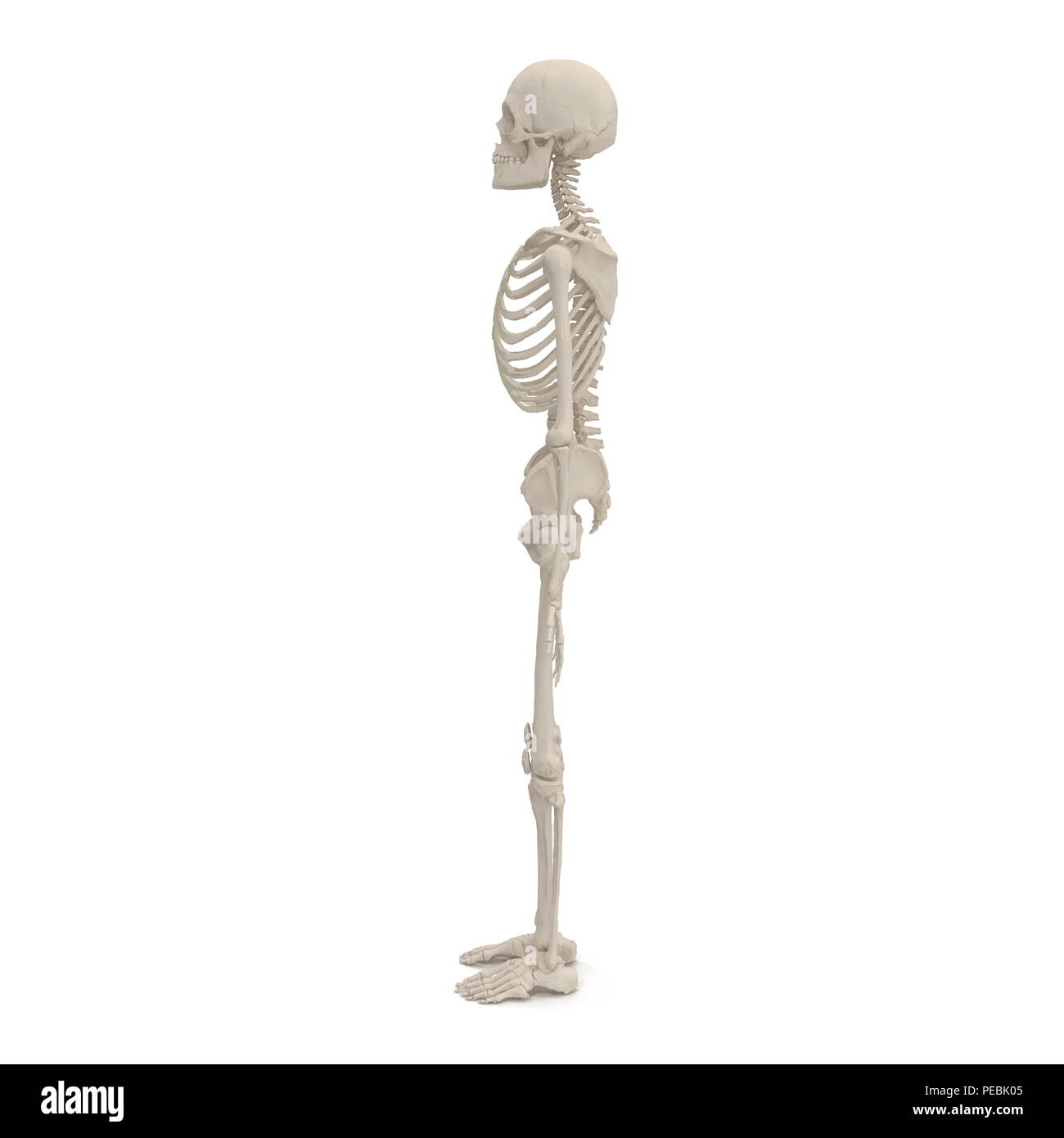 Human Male Skeleton standing pose on white. 3D illustration Stock Photo ...