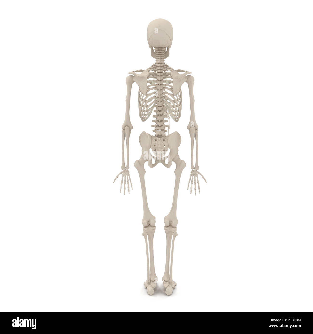 Male Human Skeleton High Resolution Stock Photography and Images - Alamy