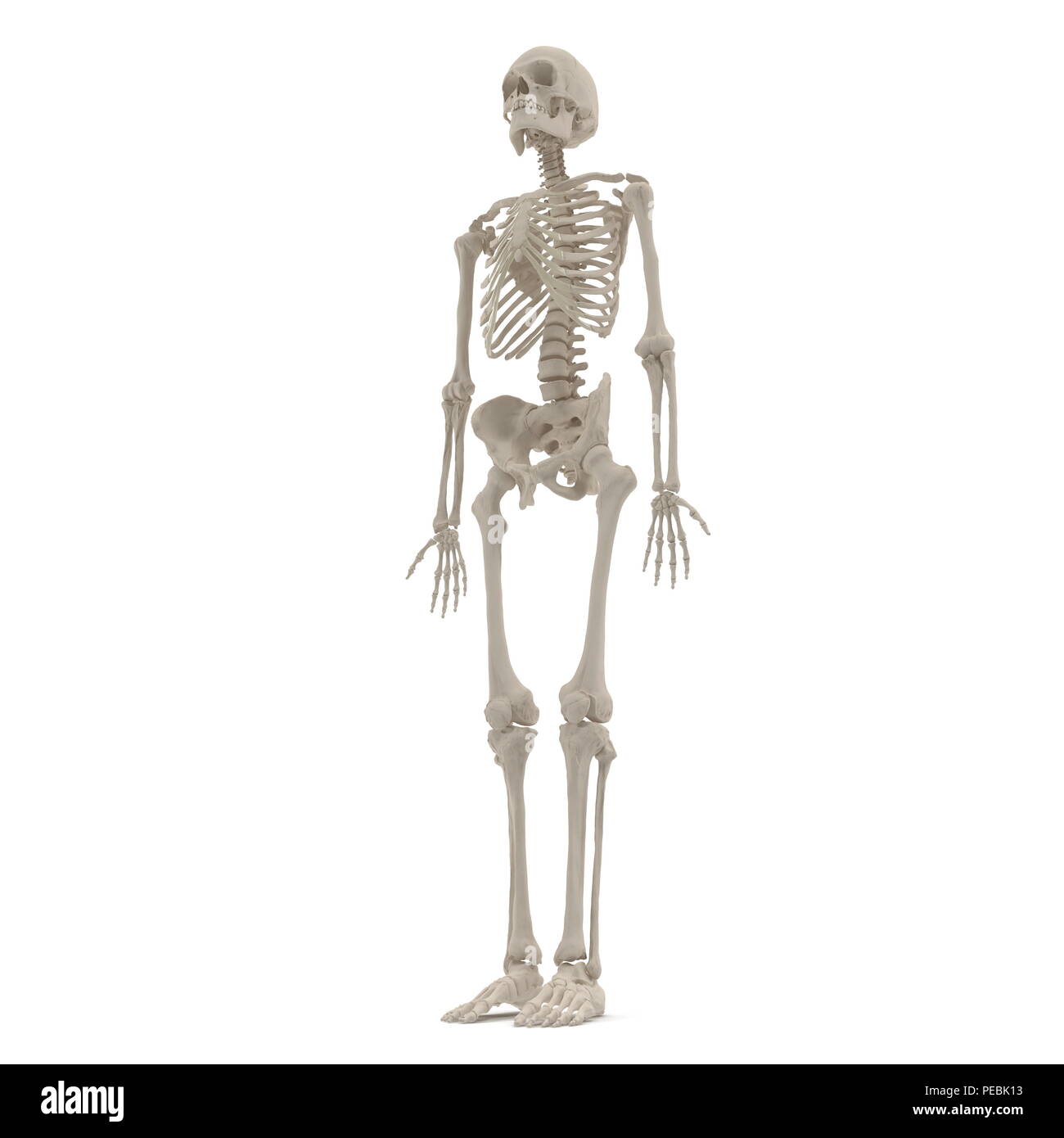Human Male Skeleton standing pose on white. 3D illustration Stock Photo ...