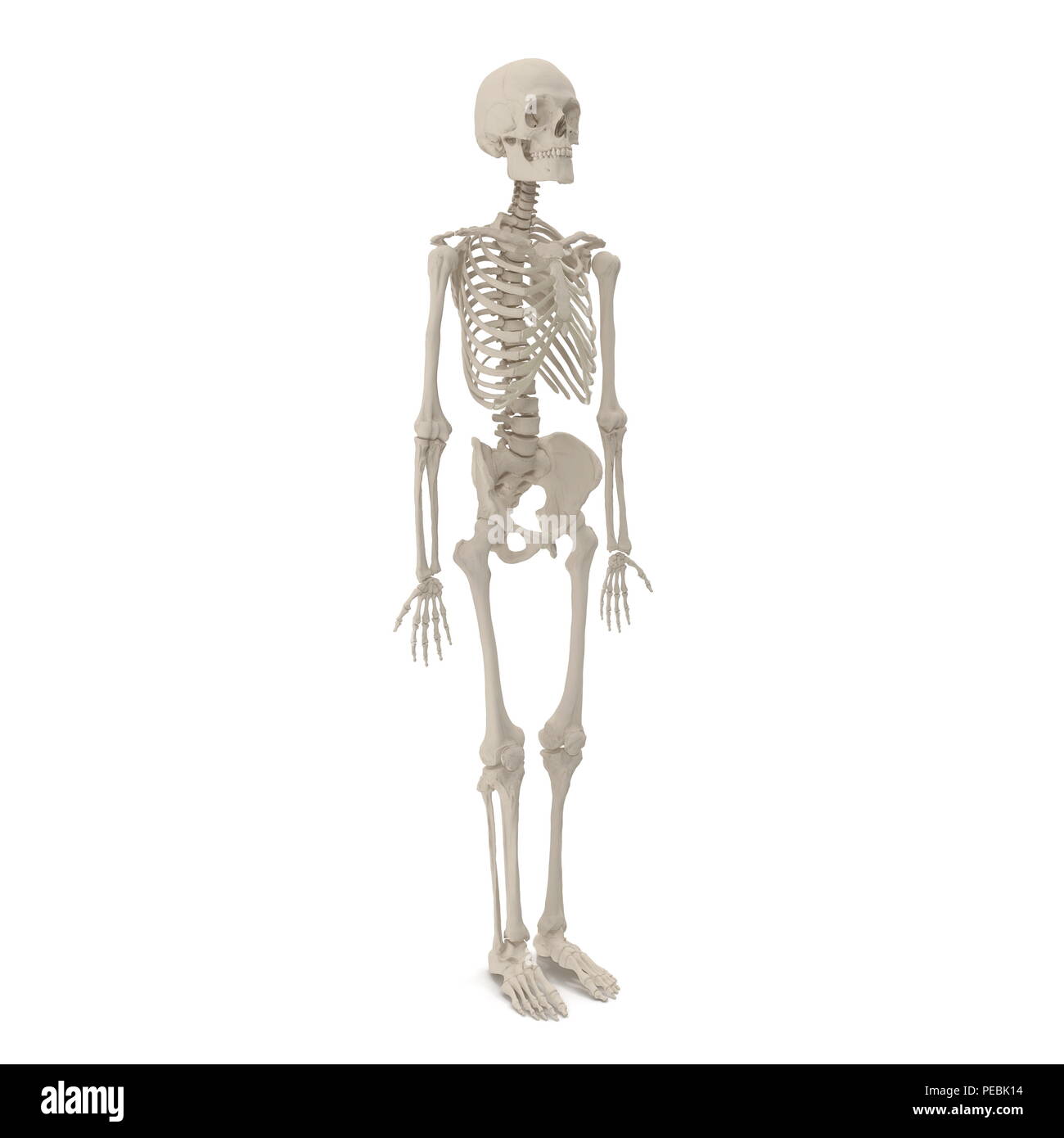 Male Human Skeleton High Resolution Stock Photography and Images - Alamy