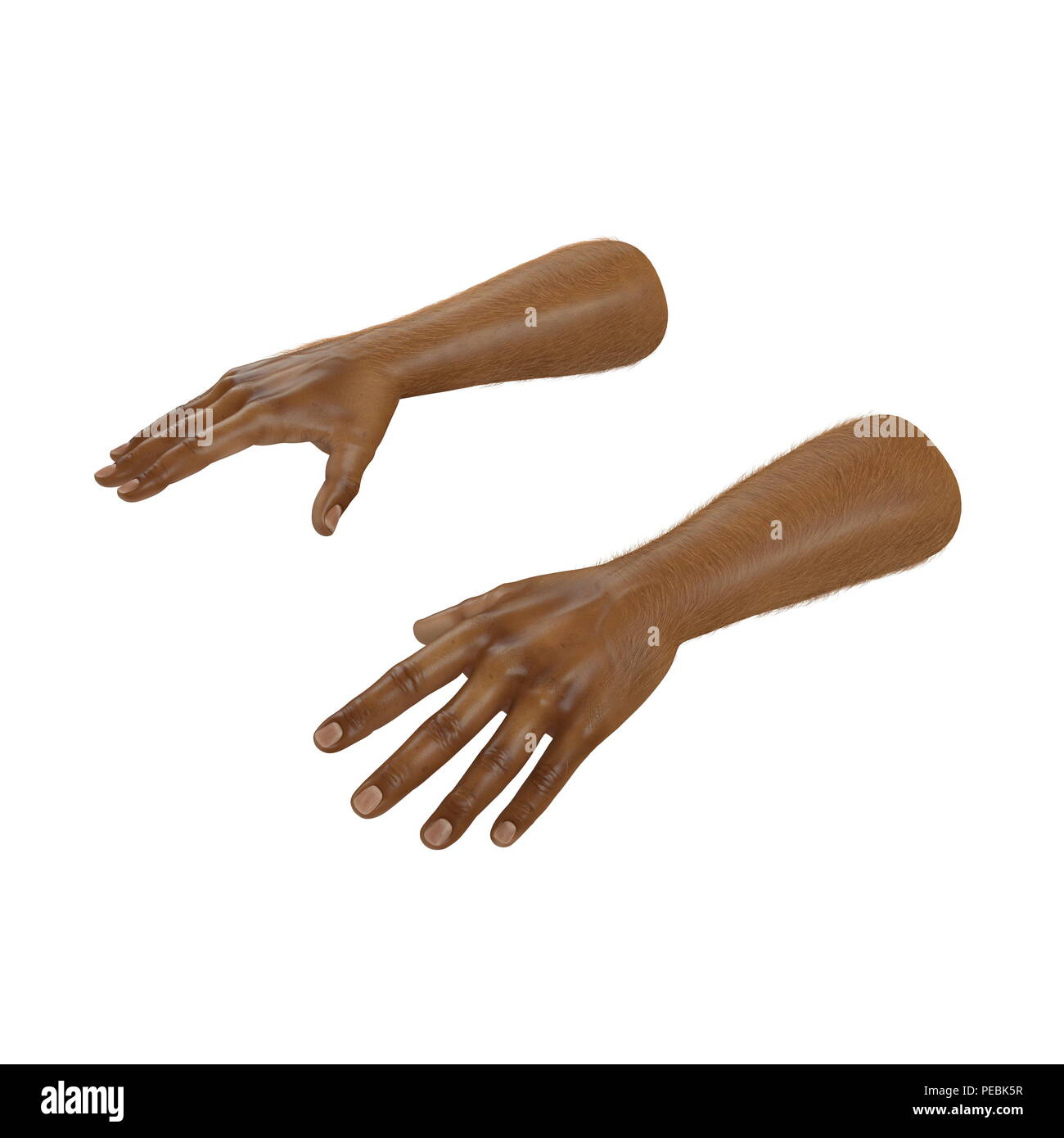 Man Hands Swarthy Skin on white. 3D illustration Stock Photo - Alamy