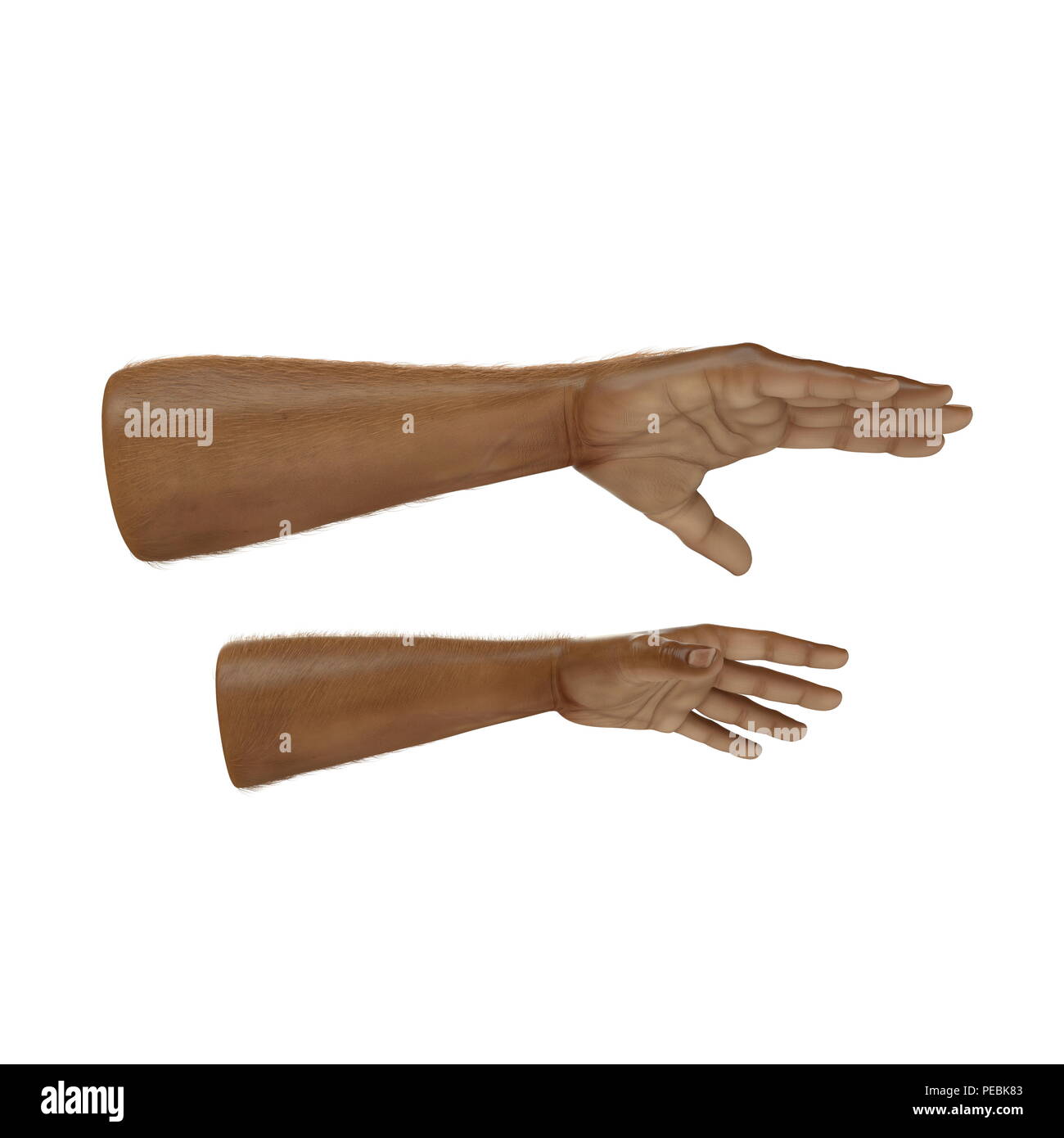 Man Hands Swarthy Skin on white. 3D illustration Stock Photo - Alamy