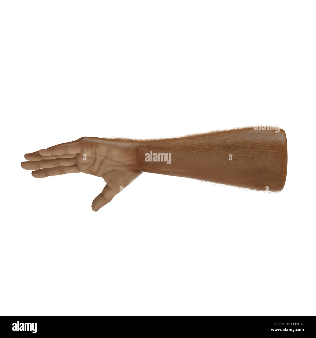 Man Hands Swarthy Skin on white. 3D illustration Stock Photo - Alamy