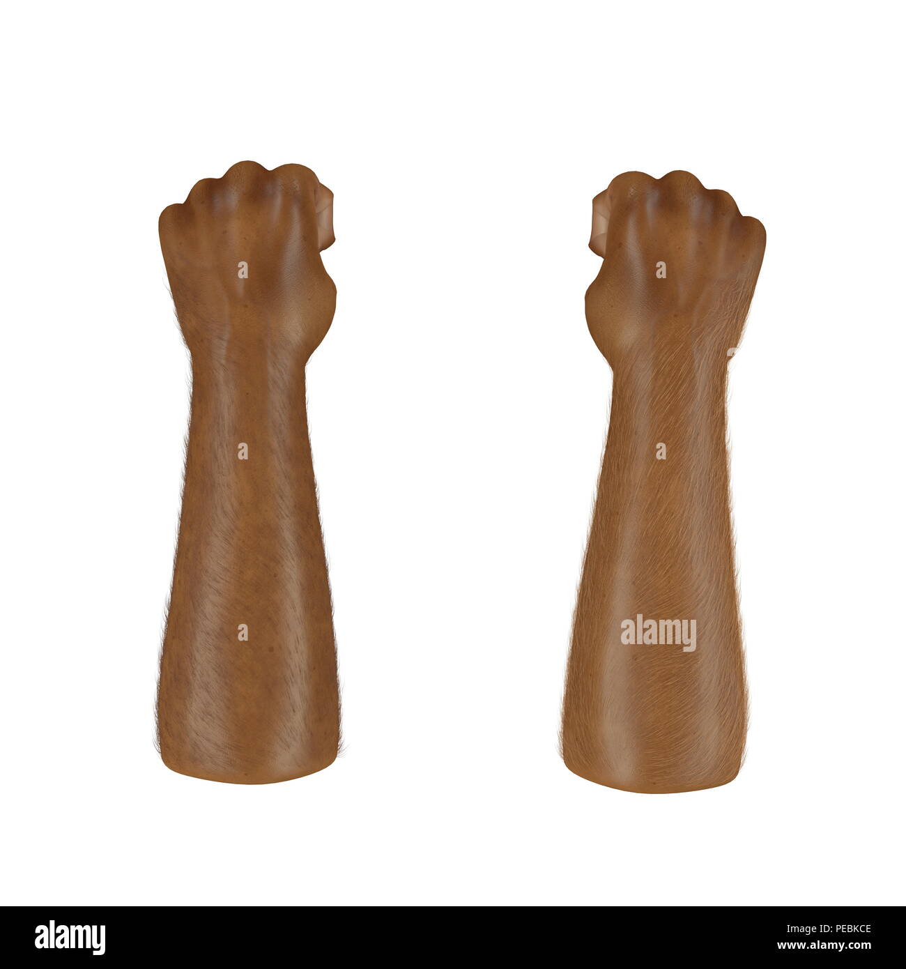 Man hand Swarthy Skin clenched into fist on white. 3D illustration ...