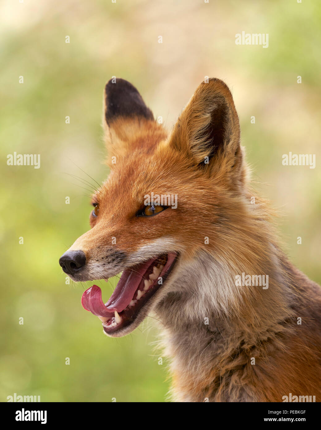 Alaska national parks hi-res stock photography and images - Alamy