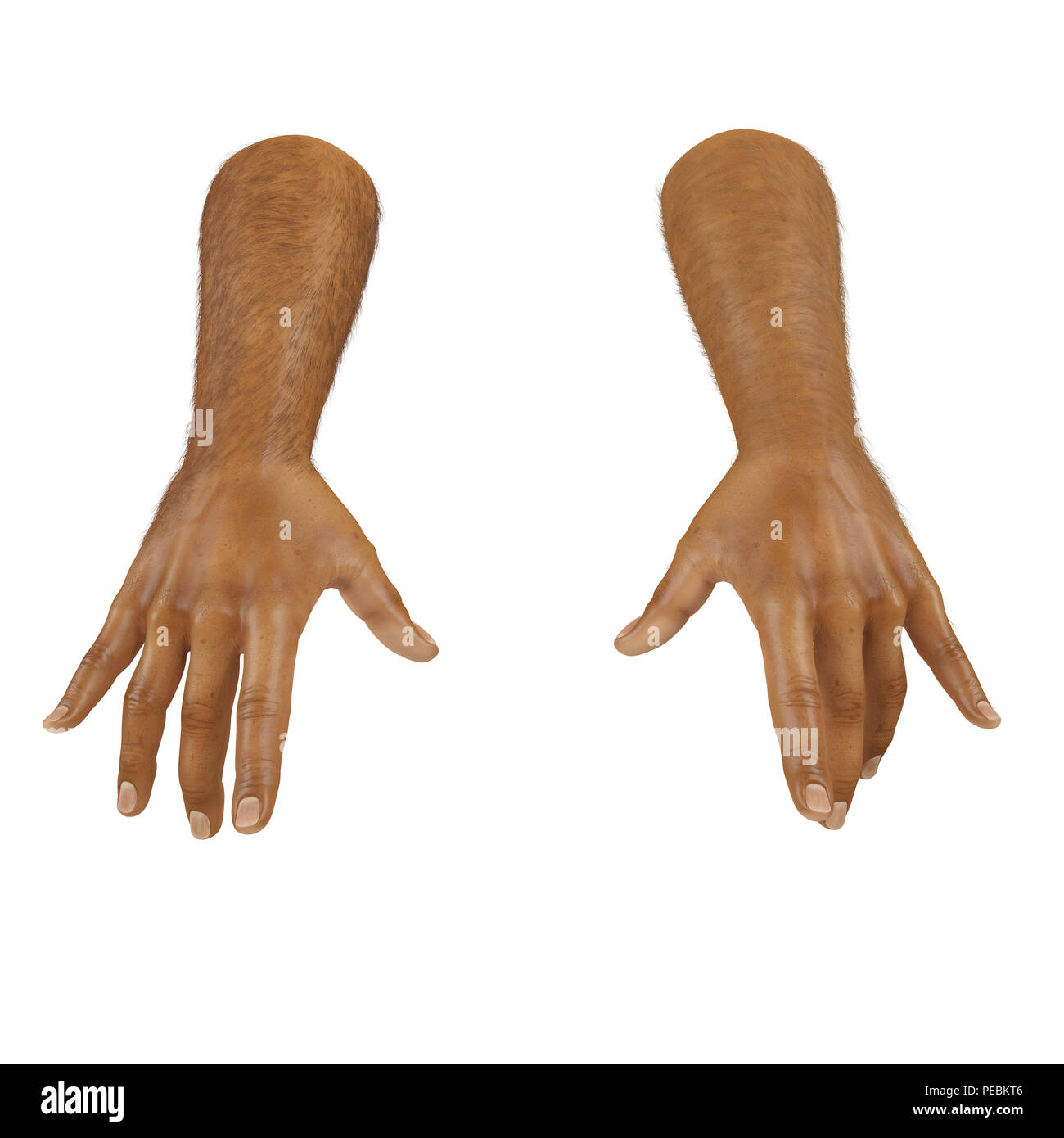 man hands on white. Front view. 3D illustration Stock Photo - Alamy