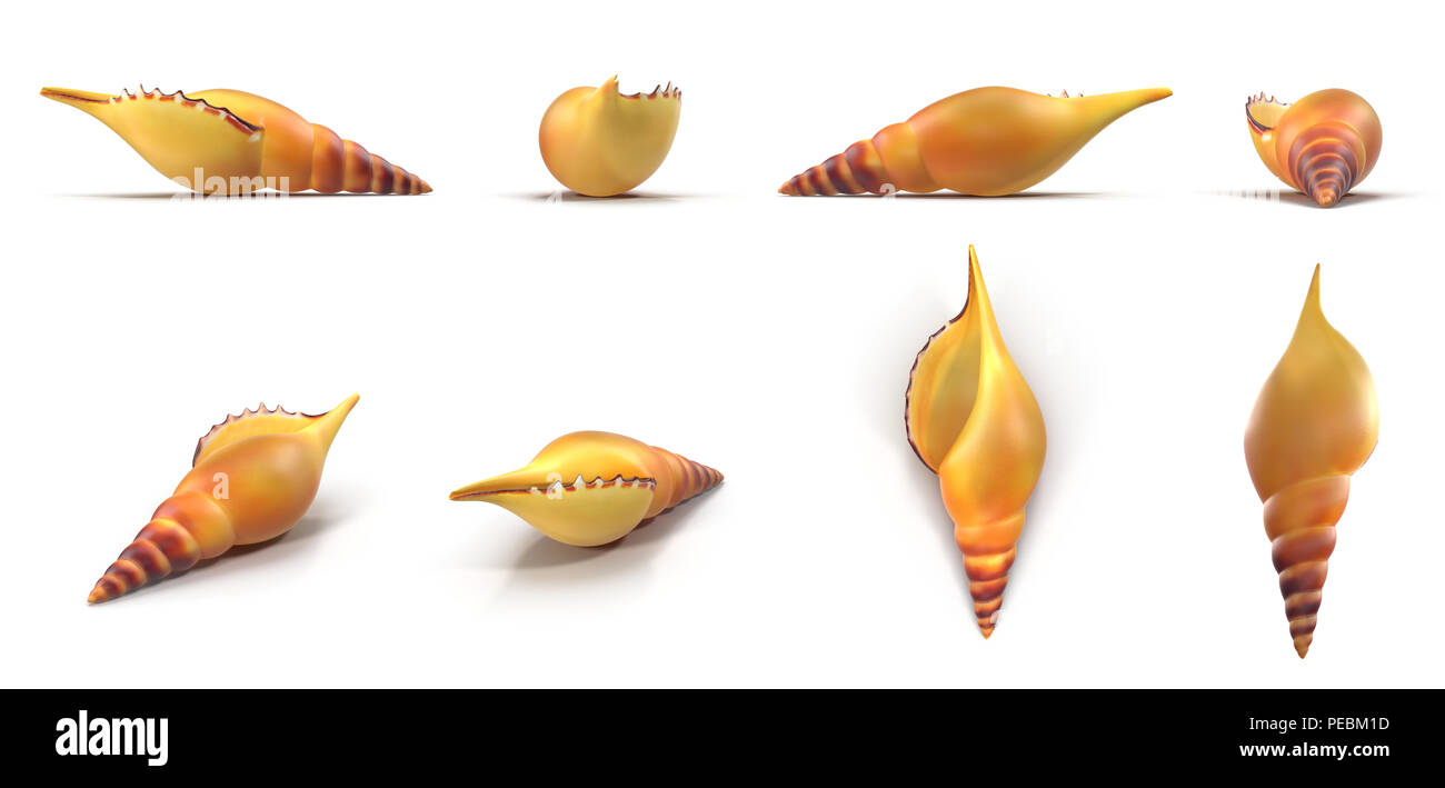 Seashell isolated on white. 3D illustration Stock Photo - Alamy