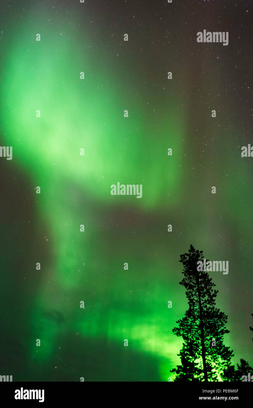 Aurora borealis, Northern lights, above treetops Stock Photo - Alamy