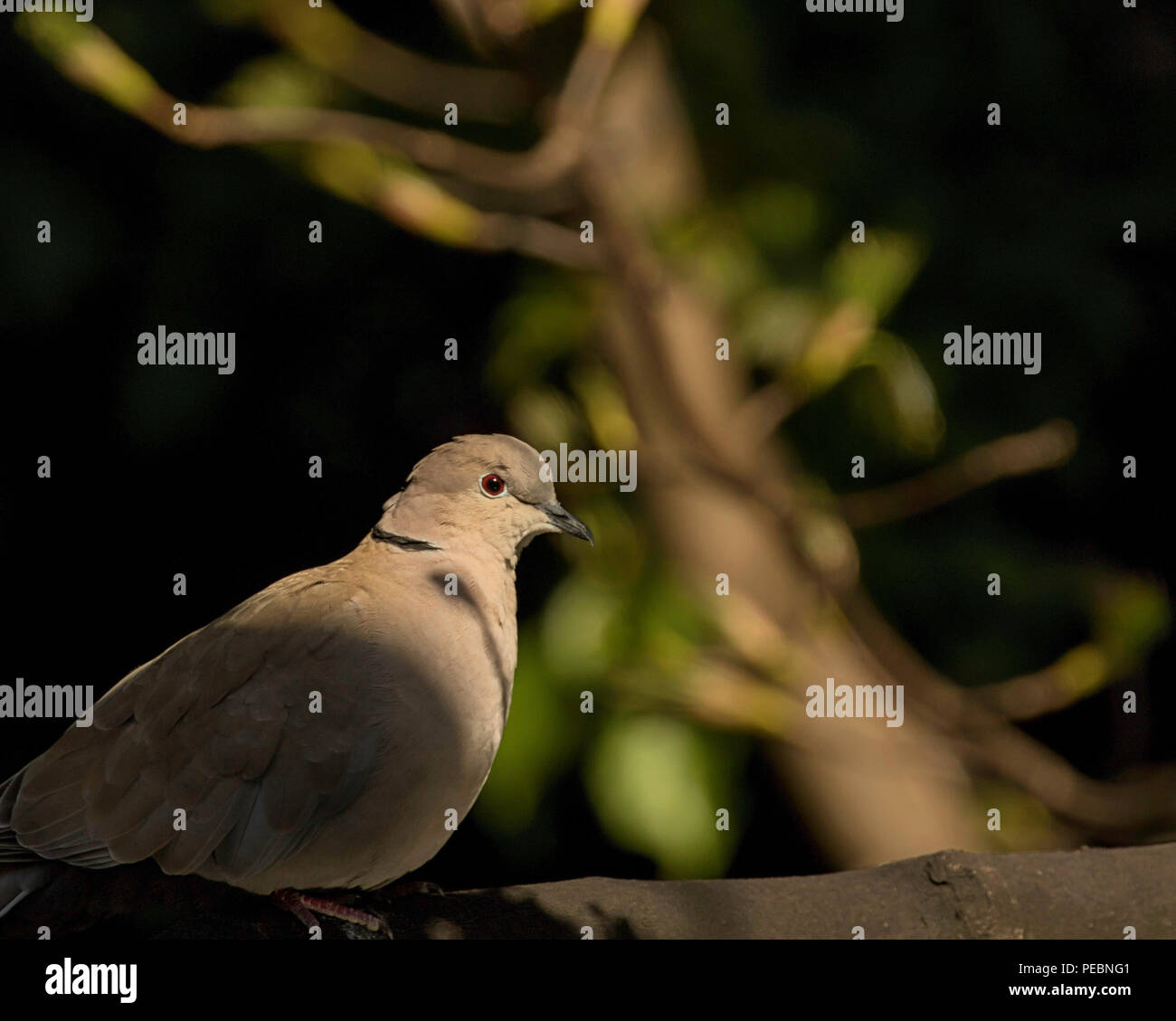 Buff dove hi-res stock photography and images - Alamy