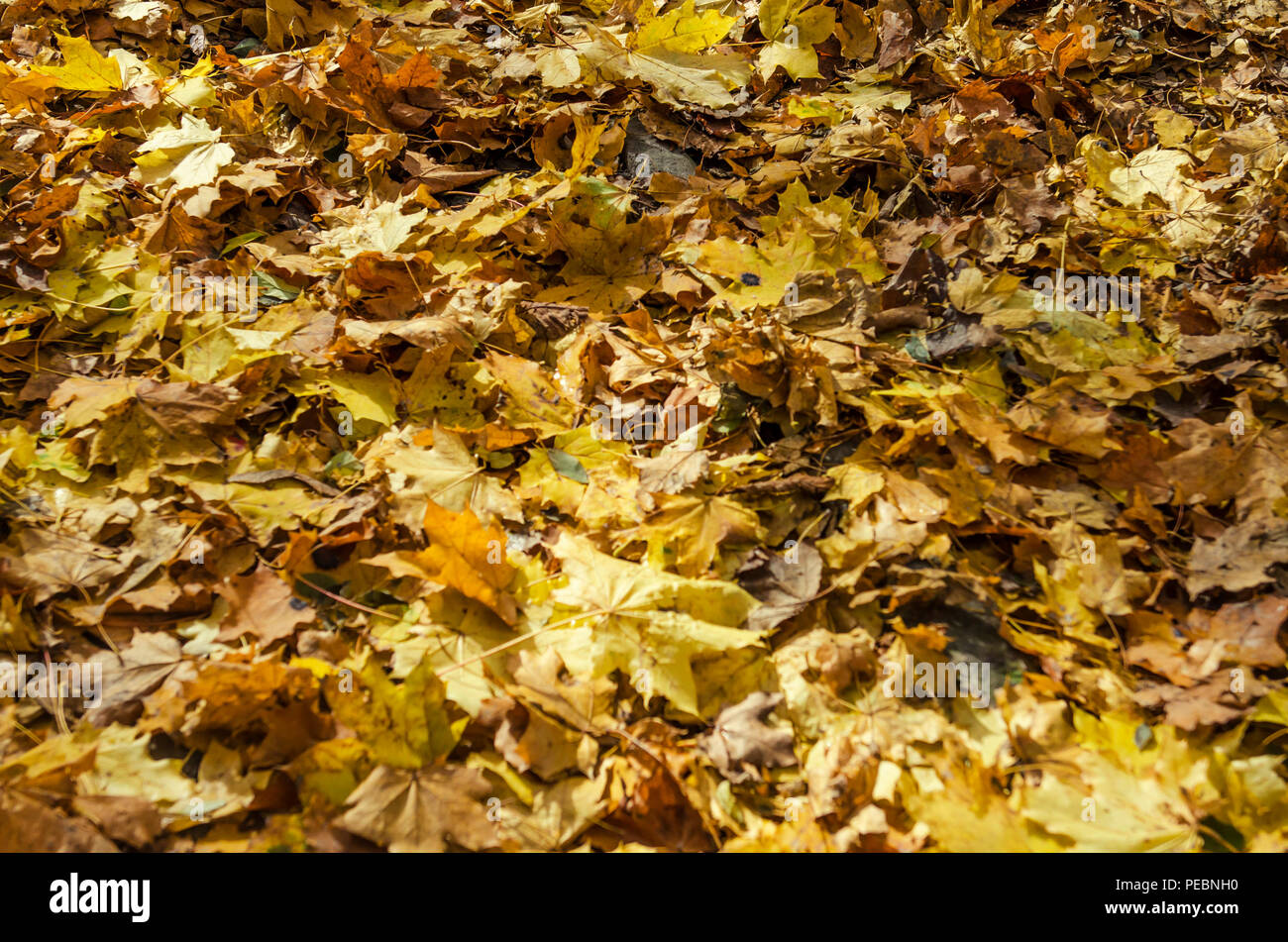 Autumn fallen leaves on the ground in the forest. Seasonal picturesque ...
