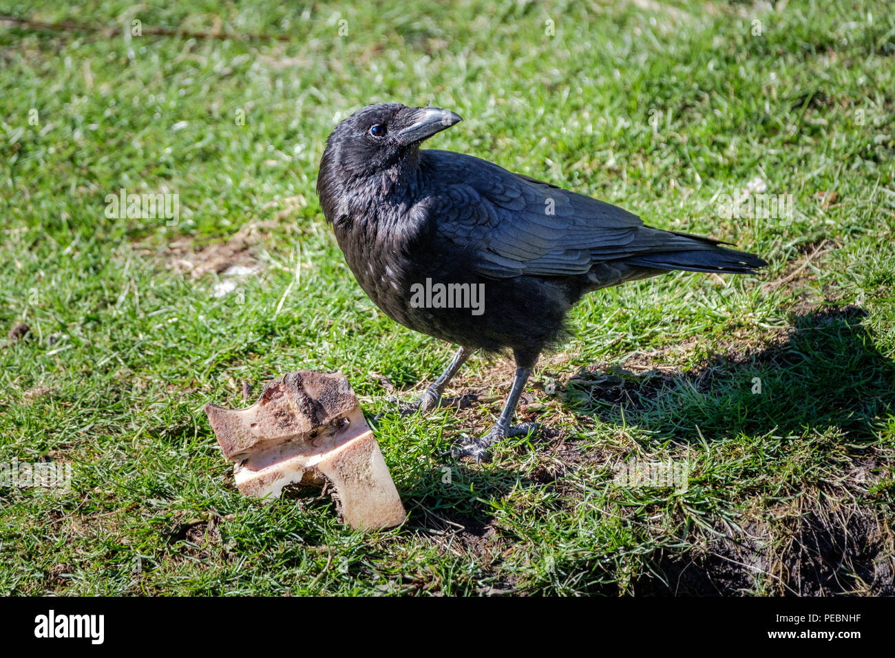 Beauty booty hi-res stock photography and images - Alamy