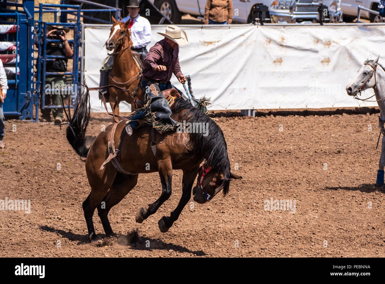 Professional cowboy hi-res stock photography and images - Alamy