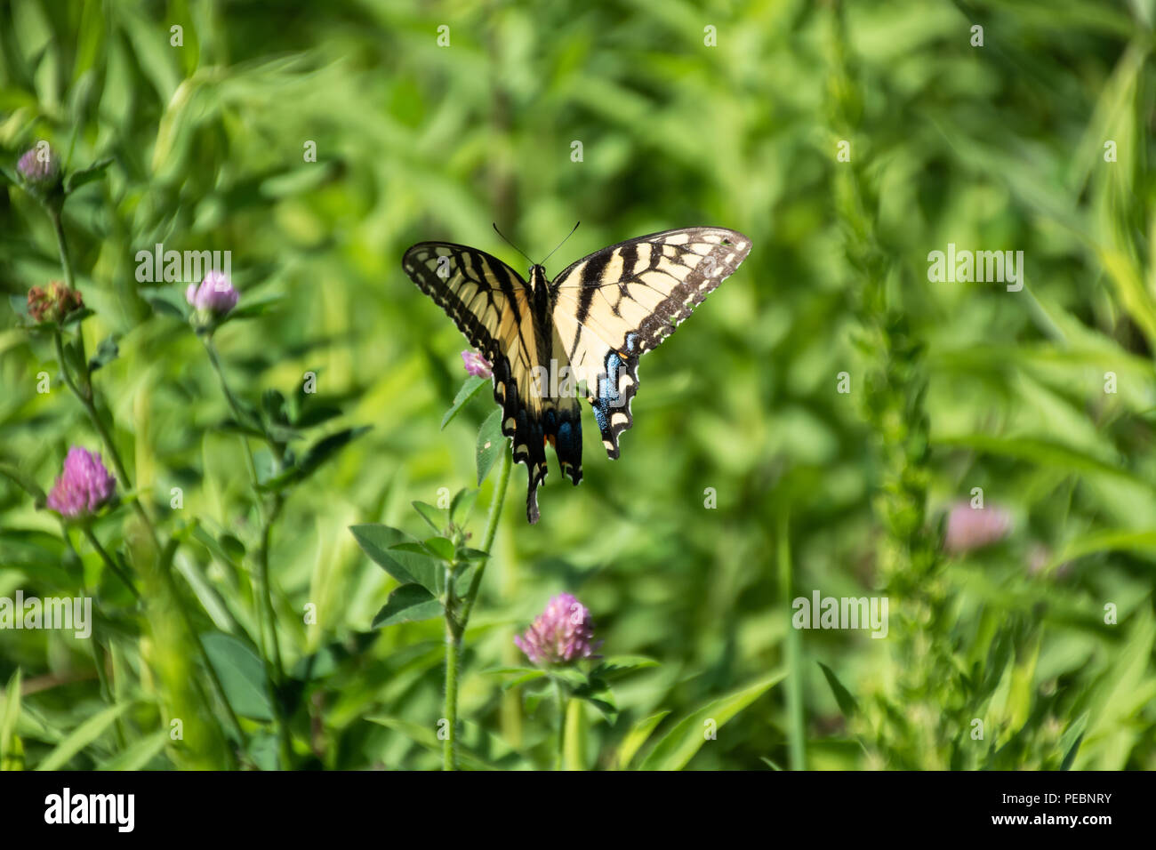 Tiger Swallowtail Butterflies. A Rural Meadow in Indiana Stock Photo ...