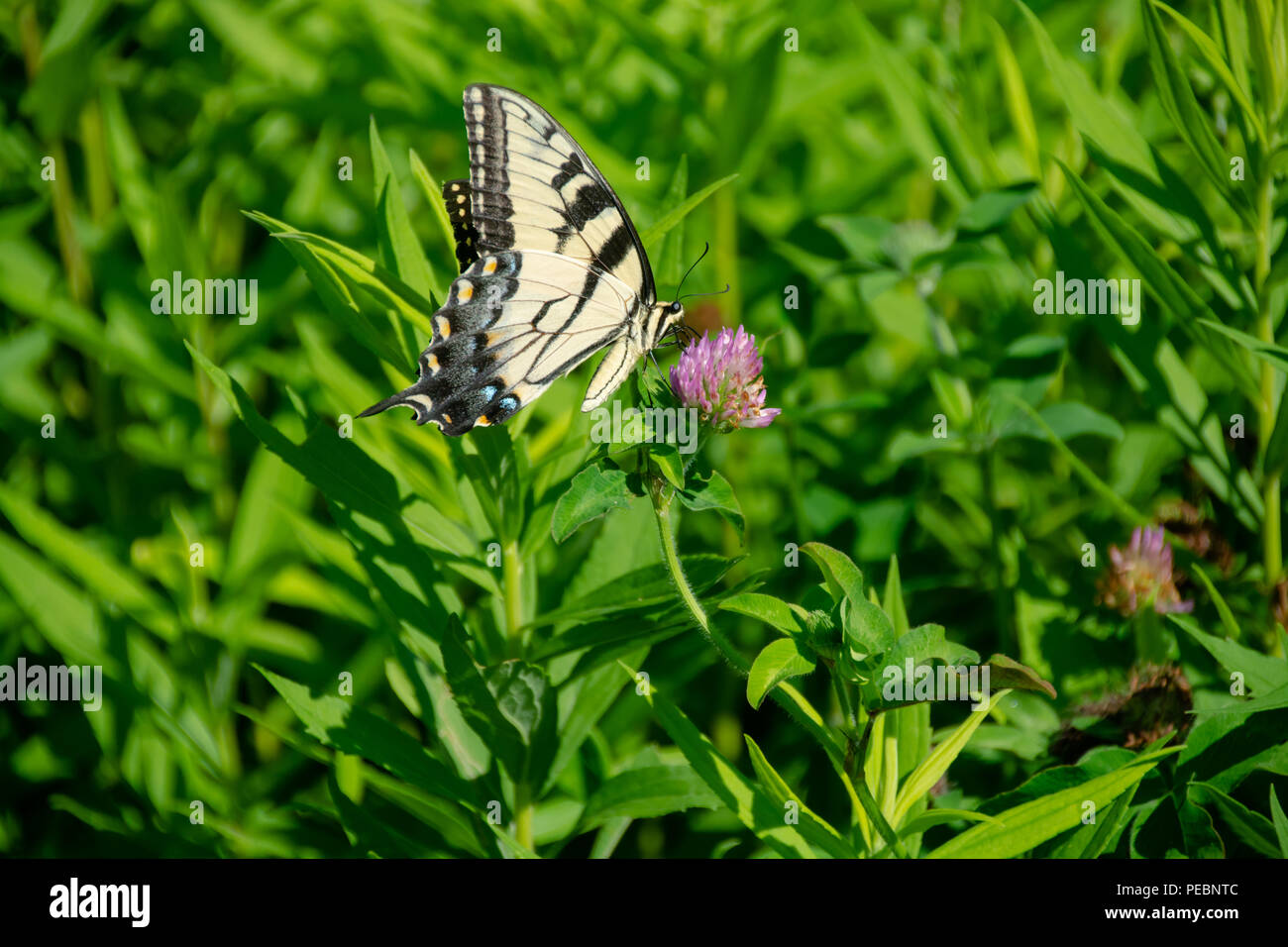 Tiger Swallowtail Butterflies. A Rural Meadow in Indiana Stock Photo ...