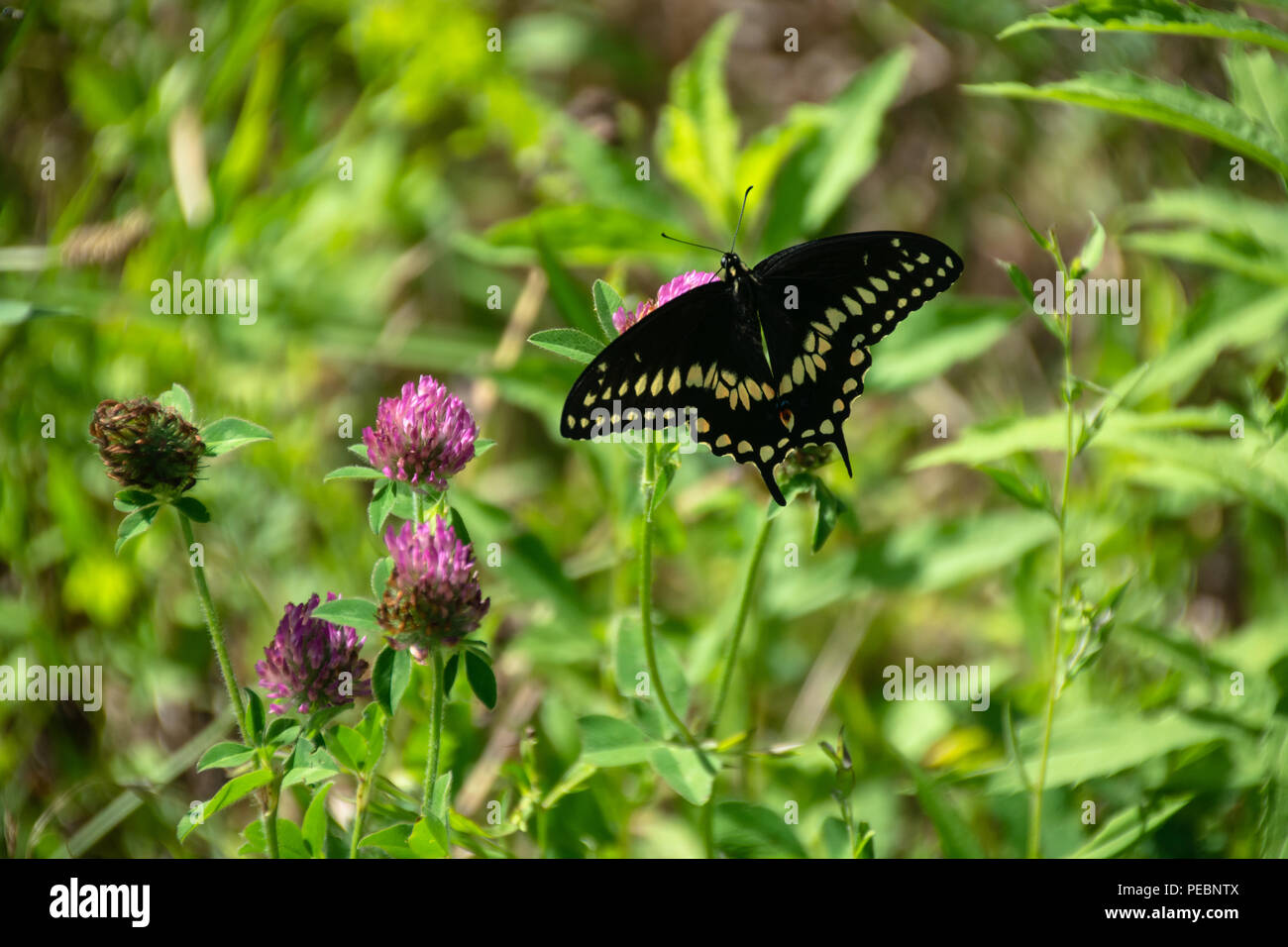 Black swallowtail butterflies hi-res stock photography and images - Alamy