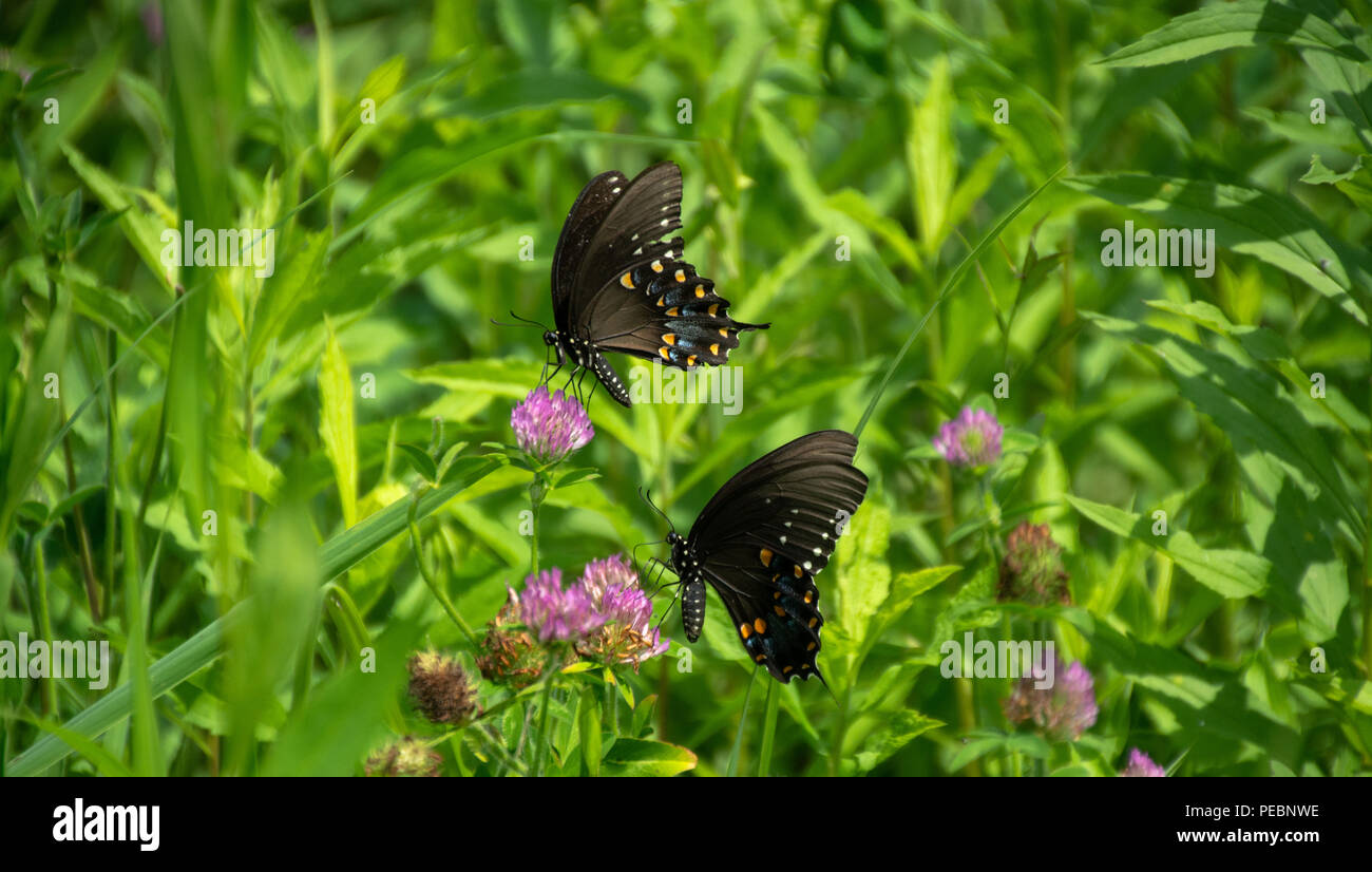 Black Swallowtail Butterflies in Rural Indiana Stock Photo - Alamy