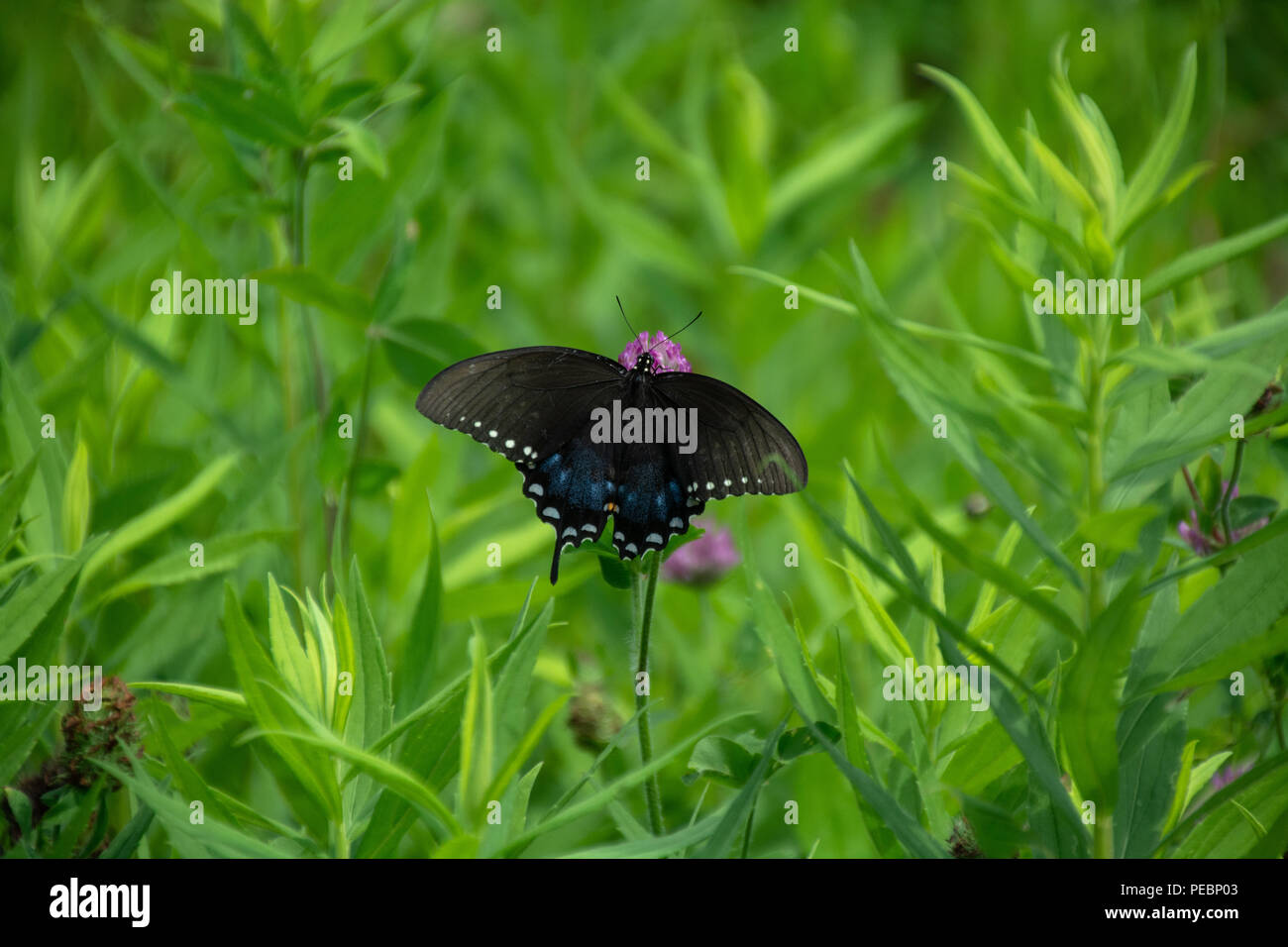 Indiana Insects High Resolution Stock Photography and Images - Alamy