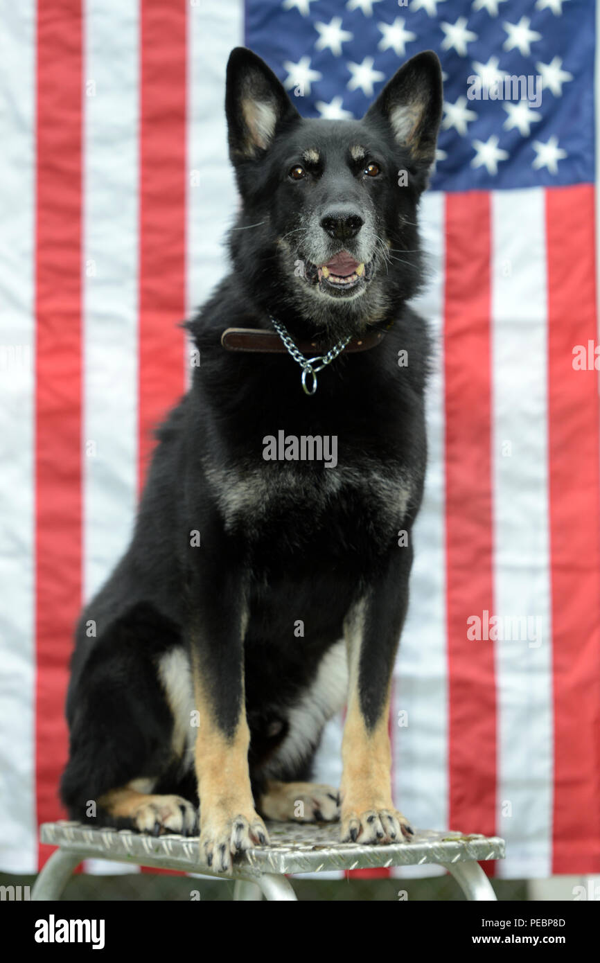 Tarzan, a U.S. military working dog assigned to 554th Military Police ...