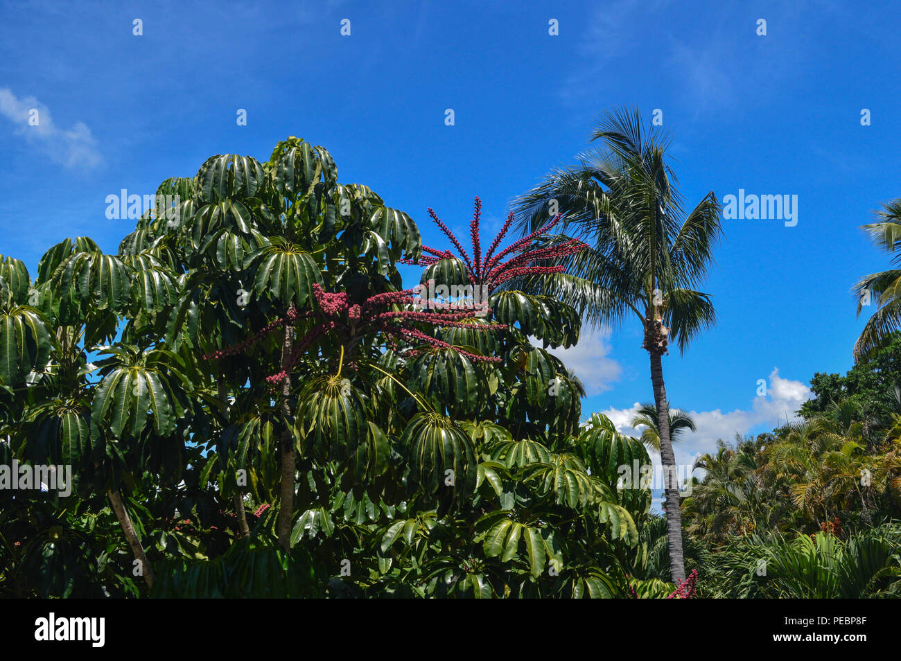 Tropical trees hi-res stock photography and images - Alamy