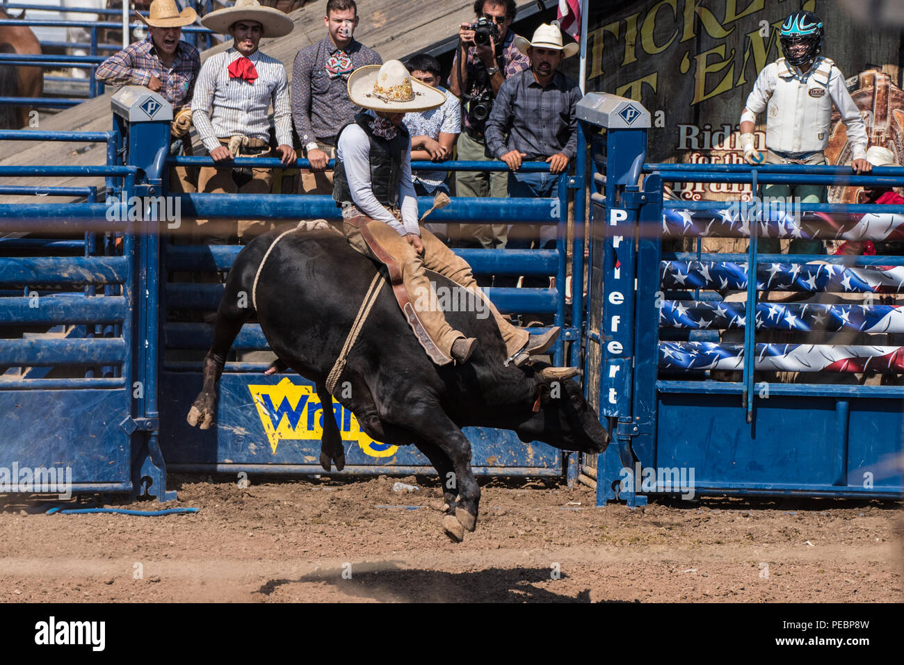 Charro cowboy hangs on with both hands as bull bucks during bull riding ...