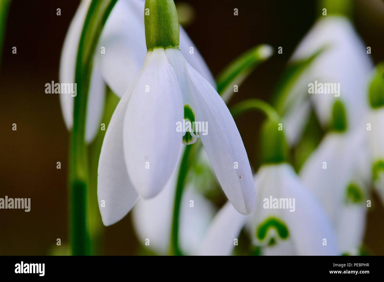 snowdrop close up Stock Photo - Alamy