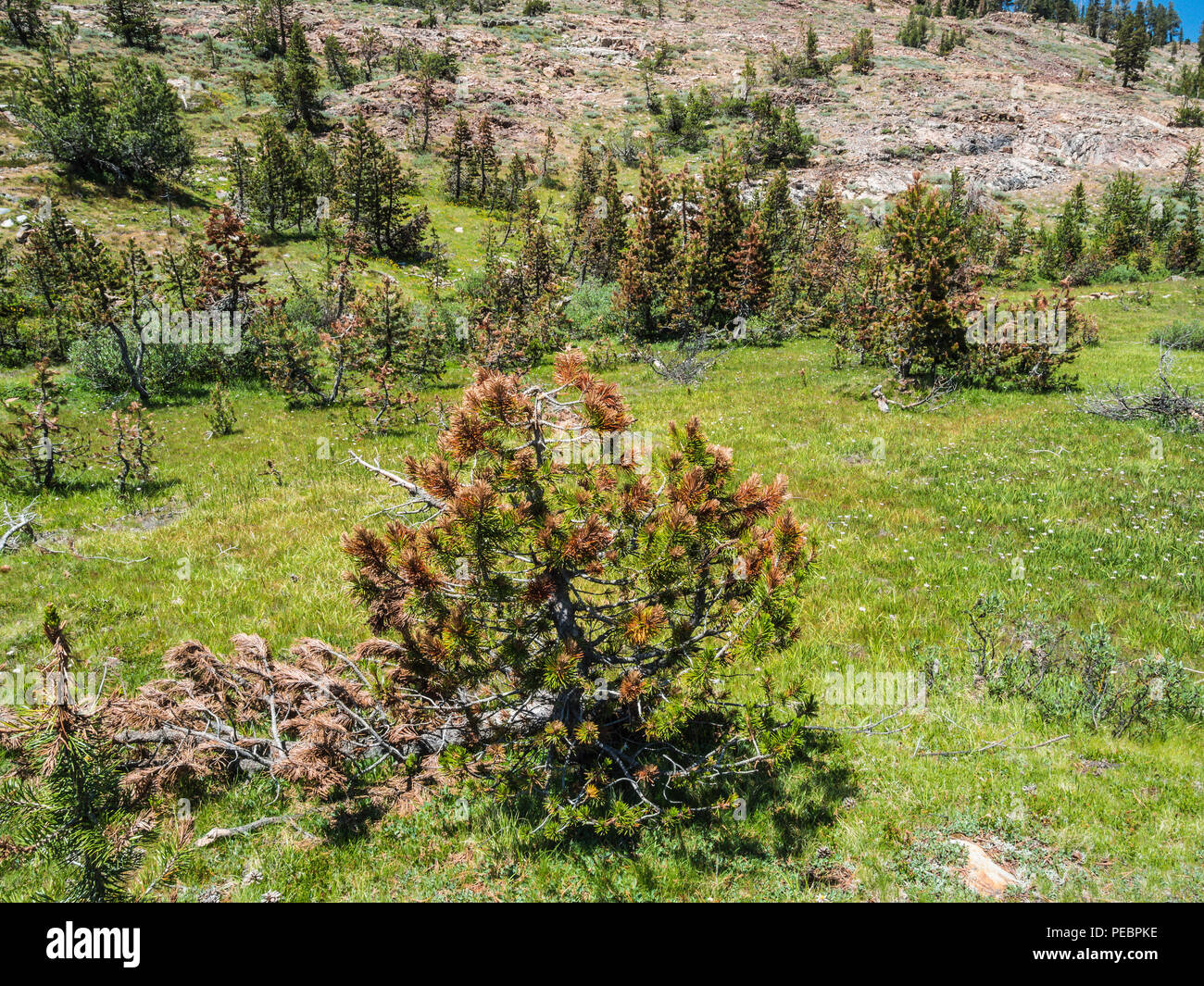 Dying forest from beetle infestation hi-res stock photography and ...