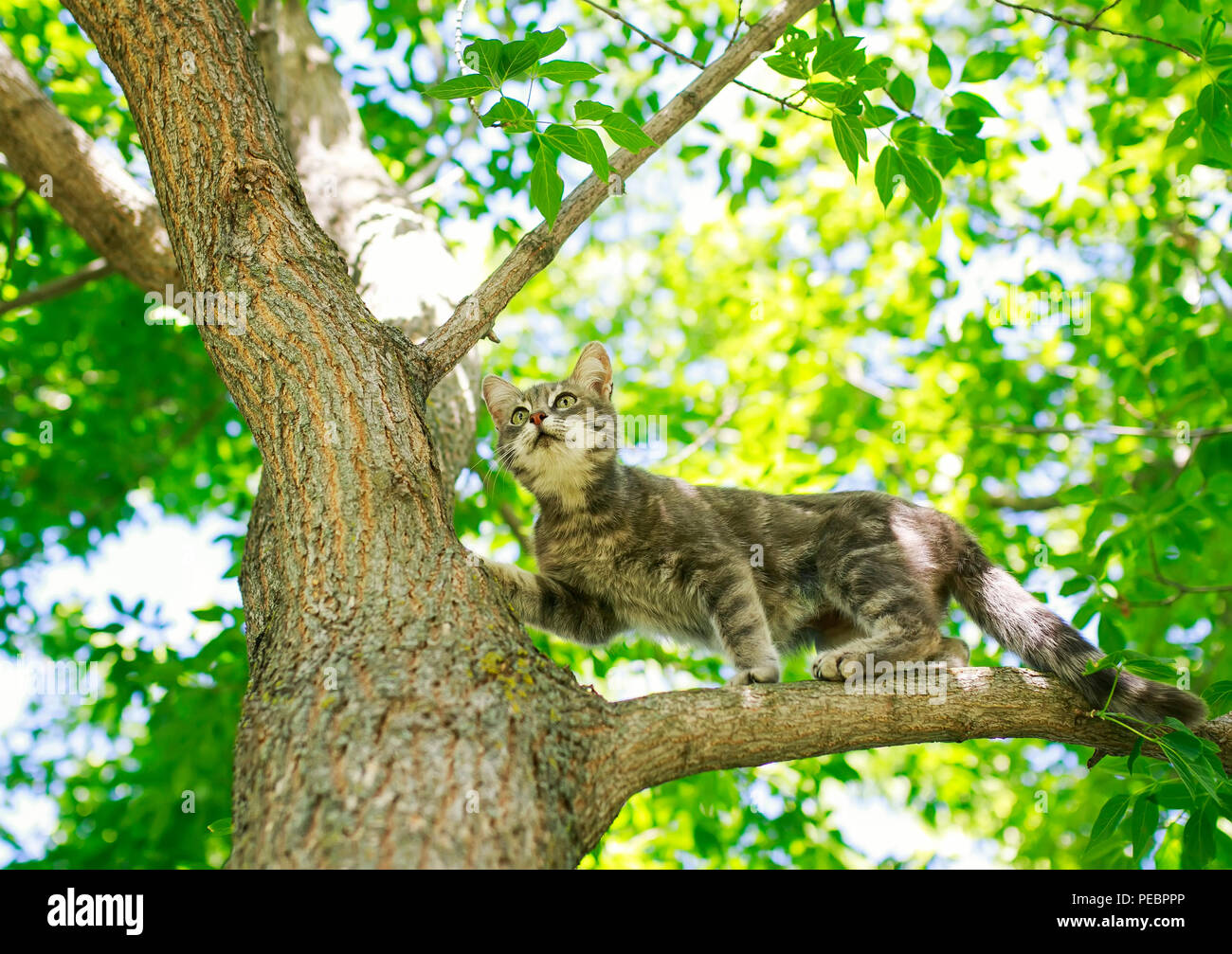 cute tabby kitten climbed a tree in the summer garden and looks Stock ...