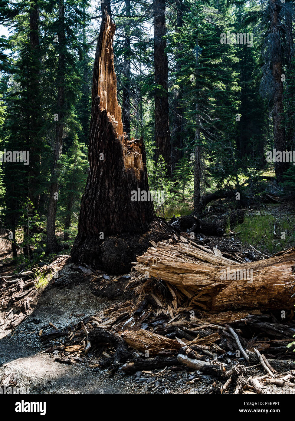 Massive fallen tree hi-res stock photography and images - Alamy