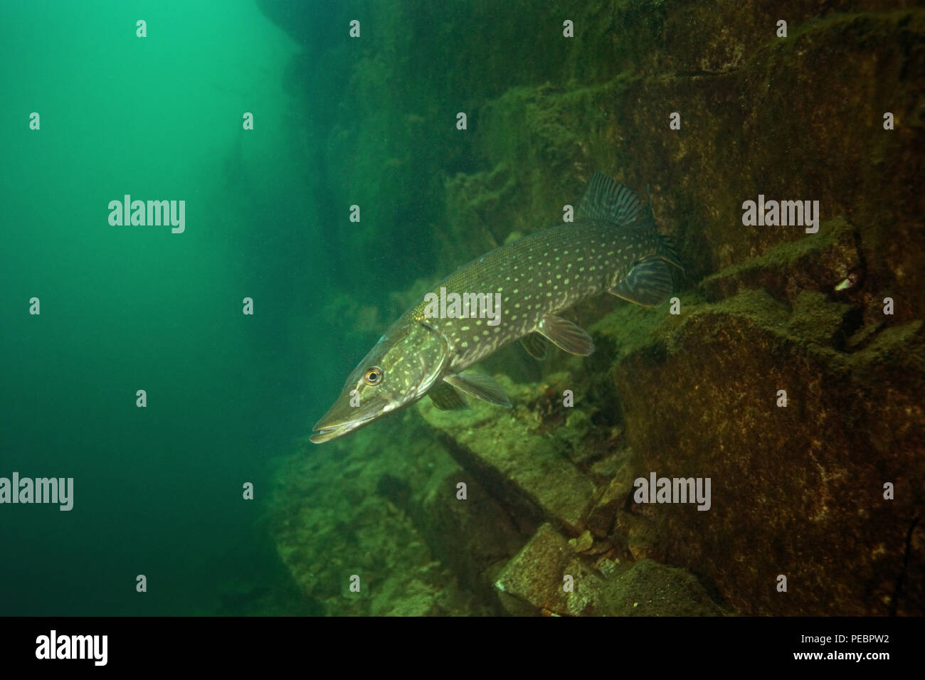 northern pike, esox lucius, czech dive Stock Photo - Alamy