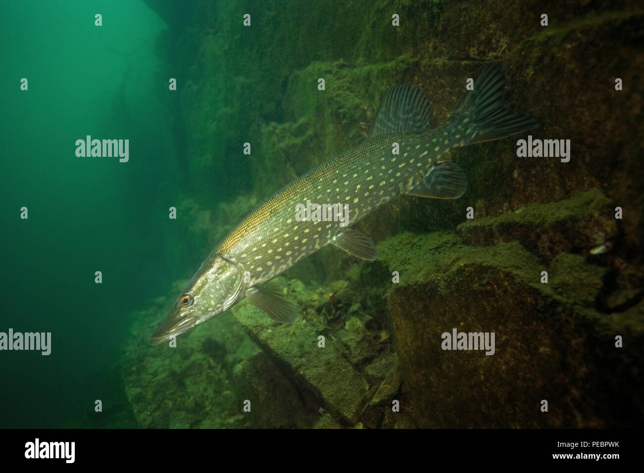 northern pike, esox lucius, czech dive Stock Photo - Alamy