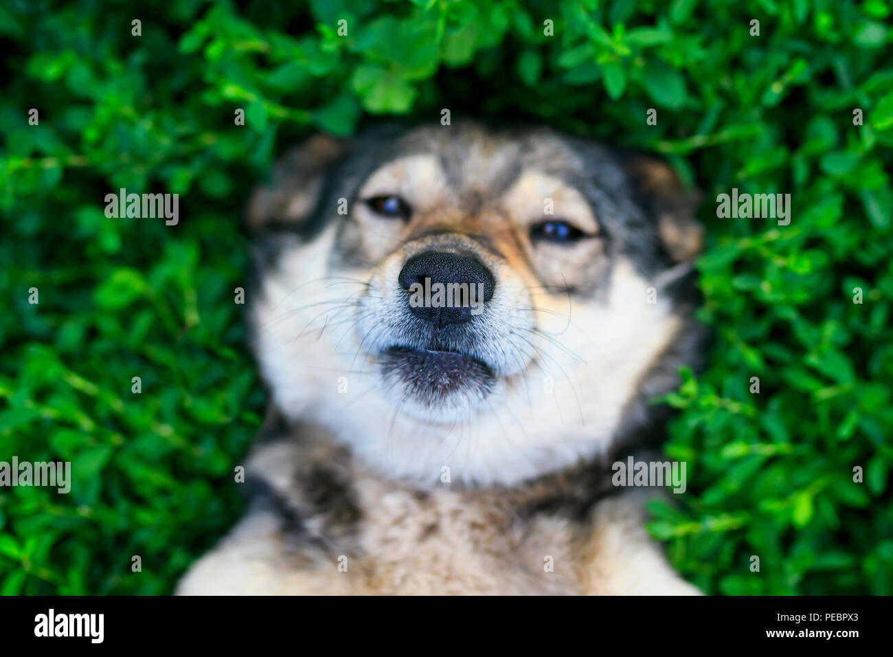 cute dog lying on the lush green grass in a summer Park funny crouching ...