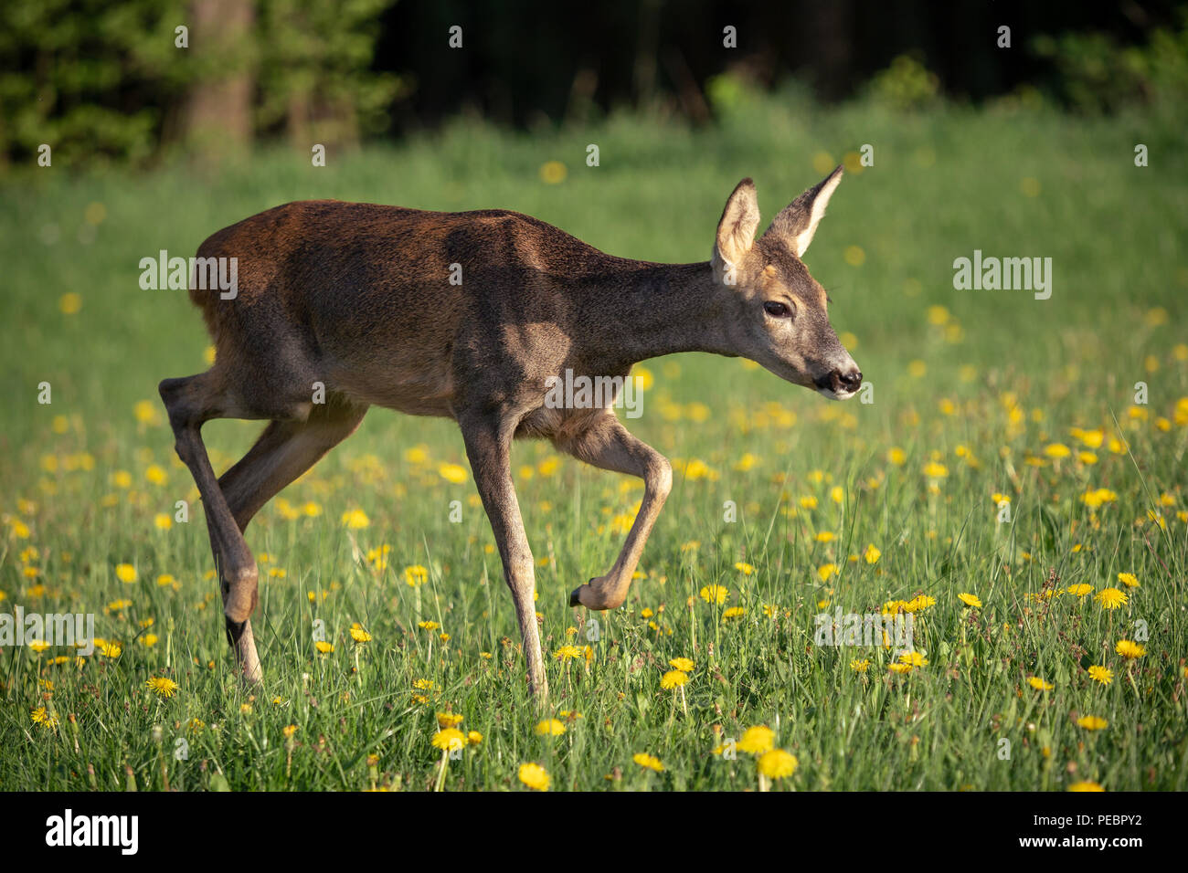 Roe deer fawns and spring hi-res stock photography and images - Alamy