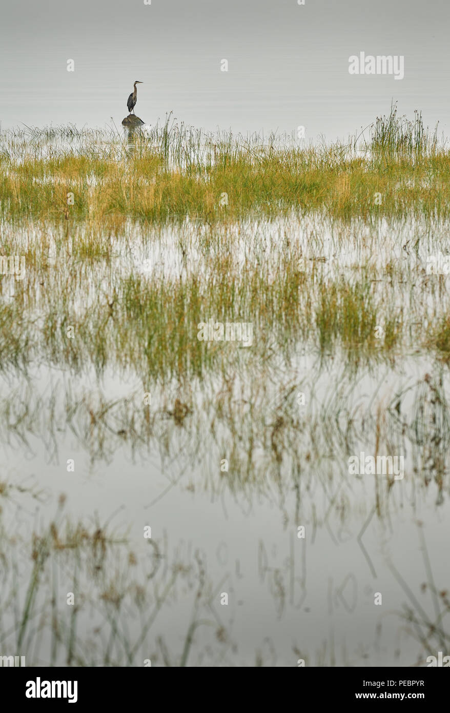 Great Blue Heron Marsh. A Great Blue Heron perched next to a marshy ...