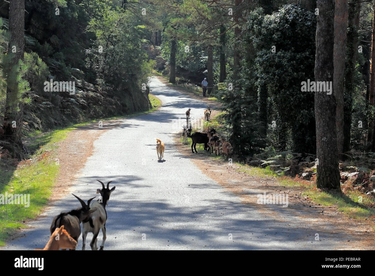 Bucolic scene hi-res stock photography and images - Alamy