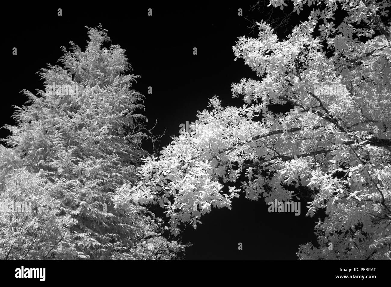 Infrared trees and leaves from a forest in the north of Portugal Stock ...