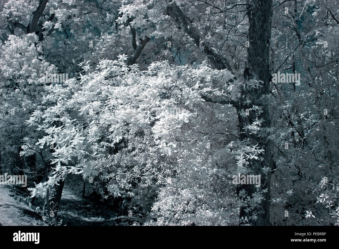 Tree with some bright new leaves in spring. Used infrared filter. Toned ...