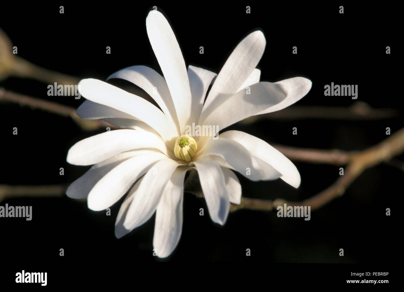 FLOWER OF THE STAR MAGNOLIA (MAGNOLIA STELLATA) TREE Stock Photo - Alamy