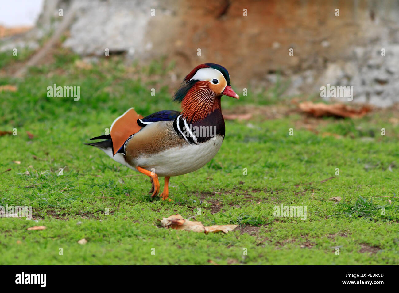 Colorful mandarin duck running Stock Photo - Alamy