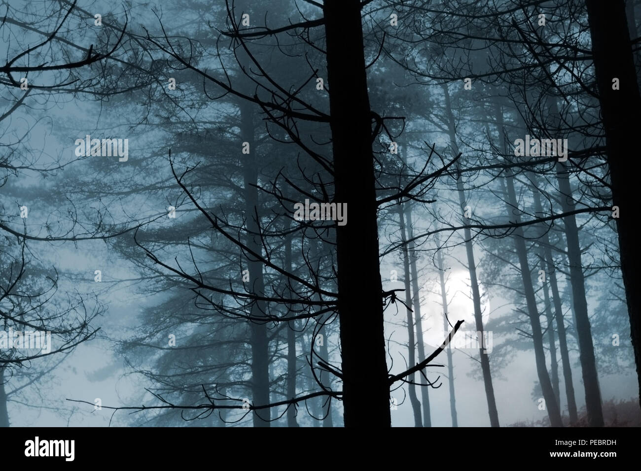 Spooky autumn forest full moon hi-res stock photography and images - Alamy