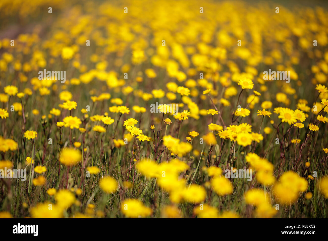 Beautiful european yellow meadow in the beginning of spring Stock Photo ...