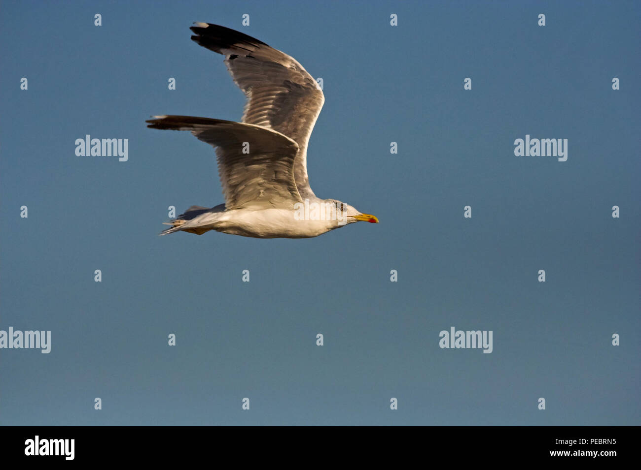 Close up photo of a seagull hi-res stock photography and images - Alamy