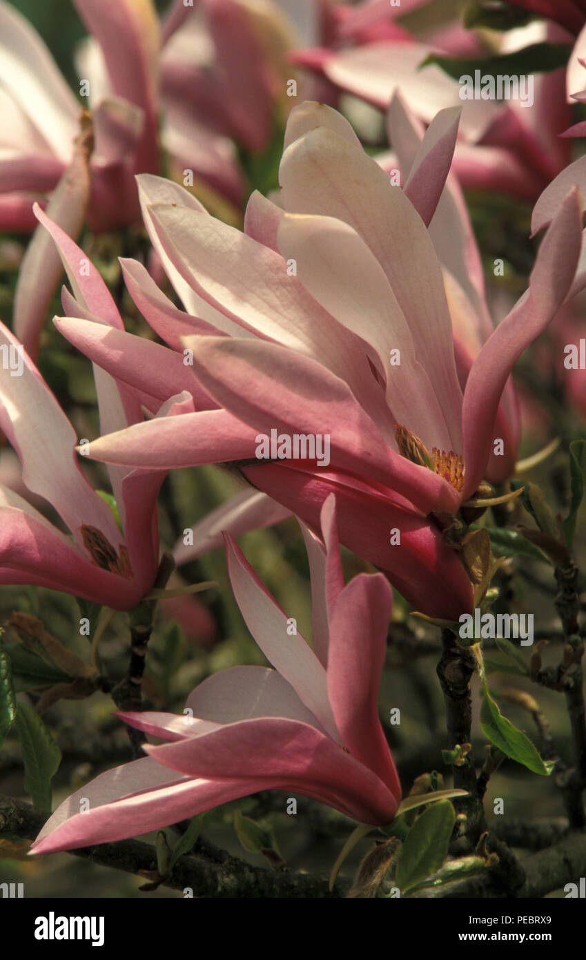 JUDY MAGNOLIA (MAGNOLIA X JUDY) MAGNOLIA KOSAR-DE VOS HYBRID Stock ...