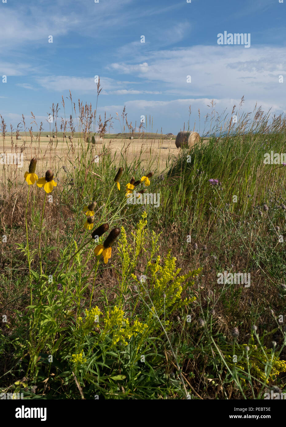 Yellow scottish wildflowers hi-res stock photography and images - Alamy