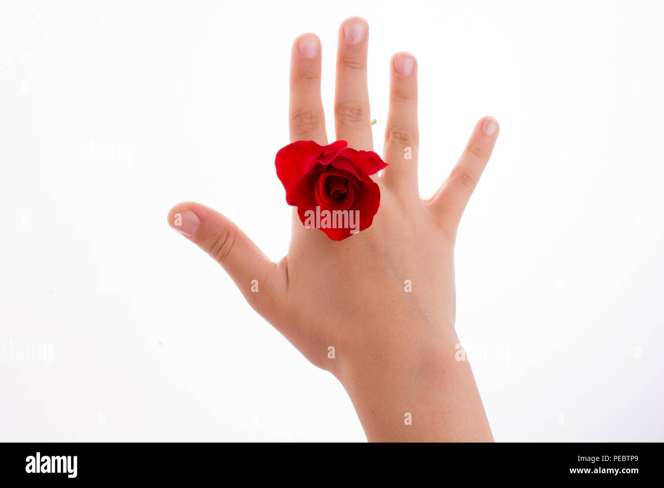Hand holding a red rose on a white background Stock Photo - Alamy