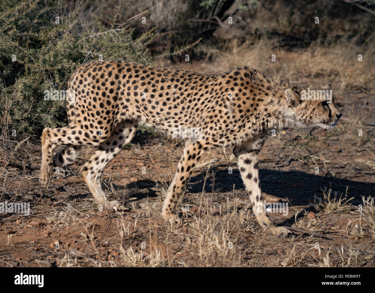 Cheetah walks slowly across desert scrub in Namibia Stock Photo - Alamy