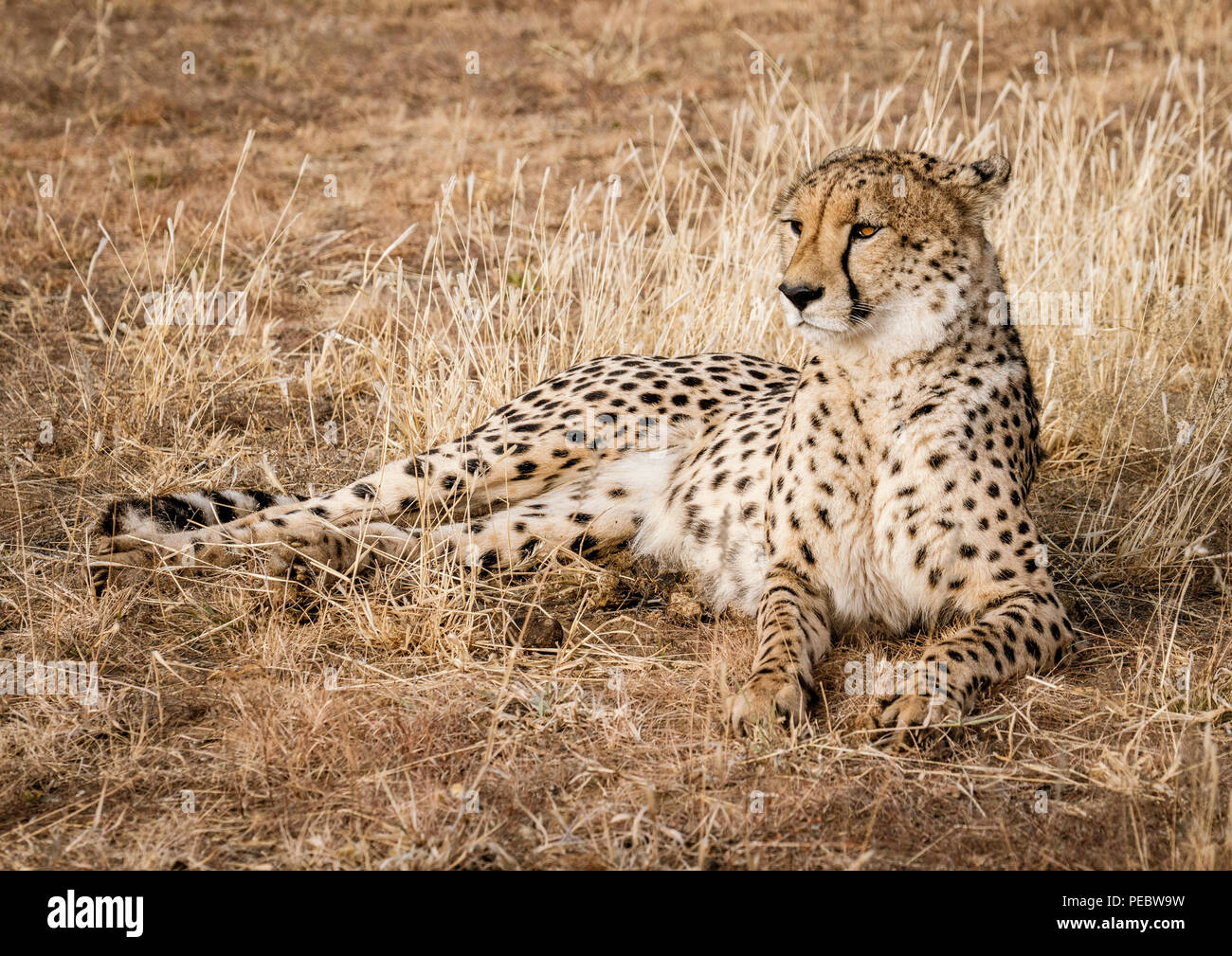 Adult cheetah lies down in dry grass in Namibia Stock Photo - Alamy