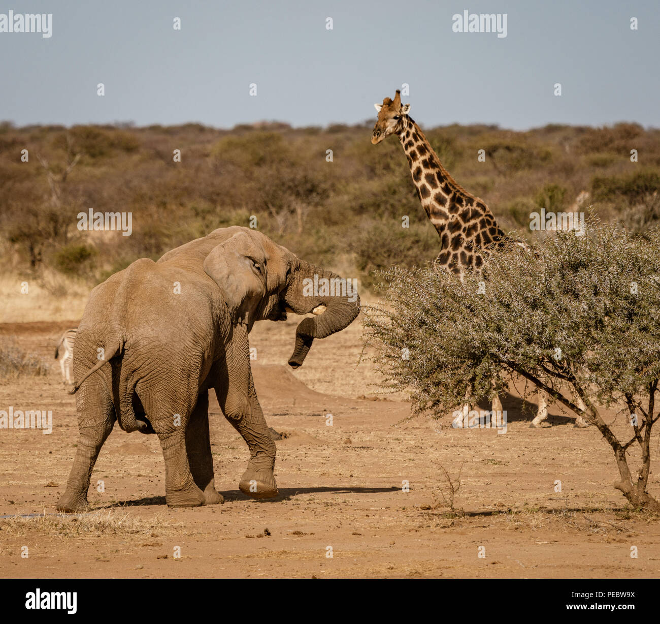 Long white elephant tusks hi-res stock photography and images - Alamy