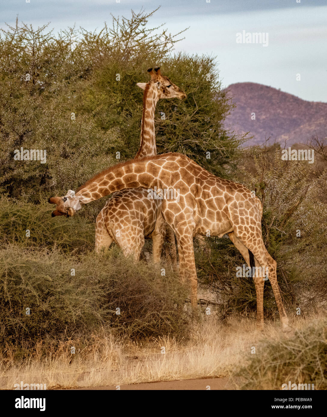 Two young adult male giraffes fight by hitting each other in the rear ...